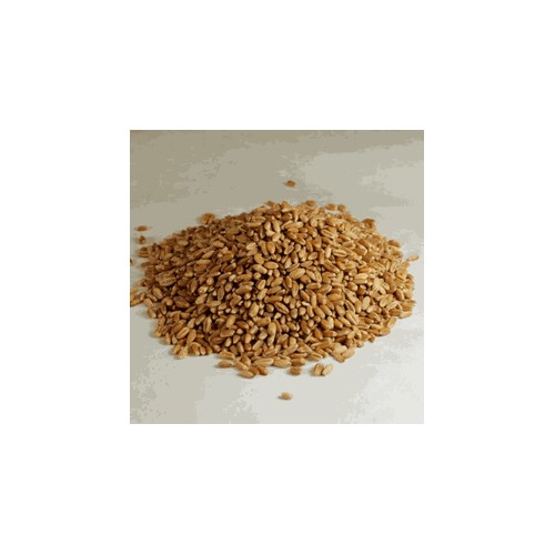 Epallet - Organic Whole Hard Red Winter Wheat Berries, 50lb